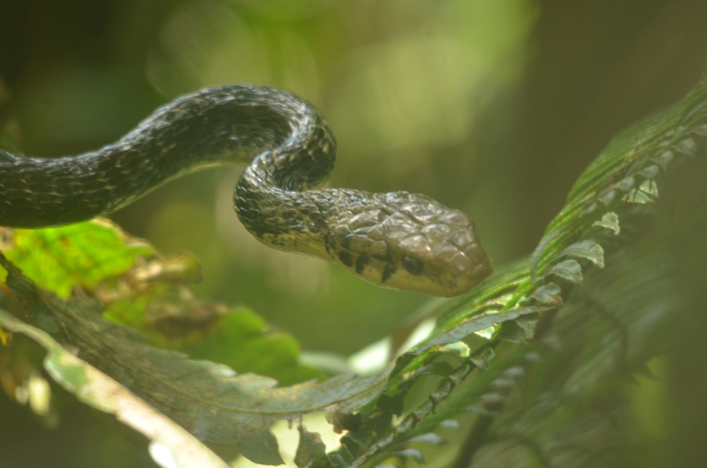 Amazon Puffing Snake from Tunapuna/Piarco Regional Corporation ...