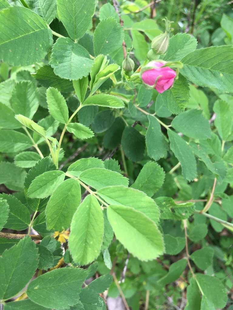 roses from E Ash St, Springfield, IL, US on May 13, 2022 at 03:45 PM by ...