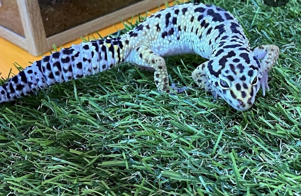 Common Leopard Gecko from Торгово-Культурный Центр "Ультра", Уфа ...
