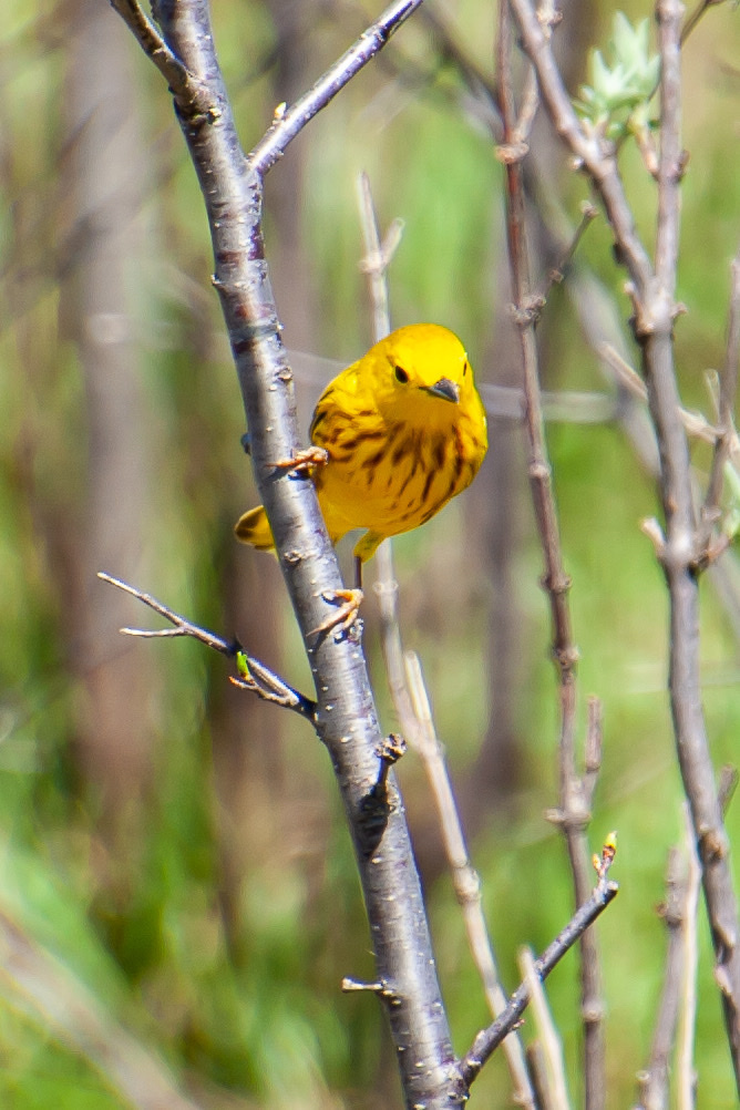 Yellow Warbler from Pipestone National Monument, Pipestone, MN, US on ...