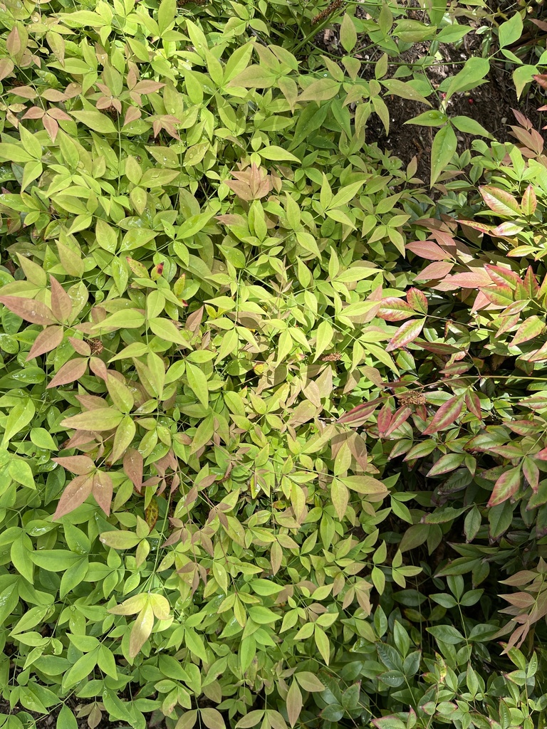 Heavenly bamboo from Green Spring Gardens, Alexandria, VA, US on May 13 ...