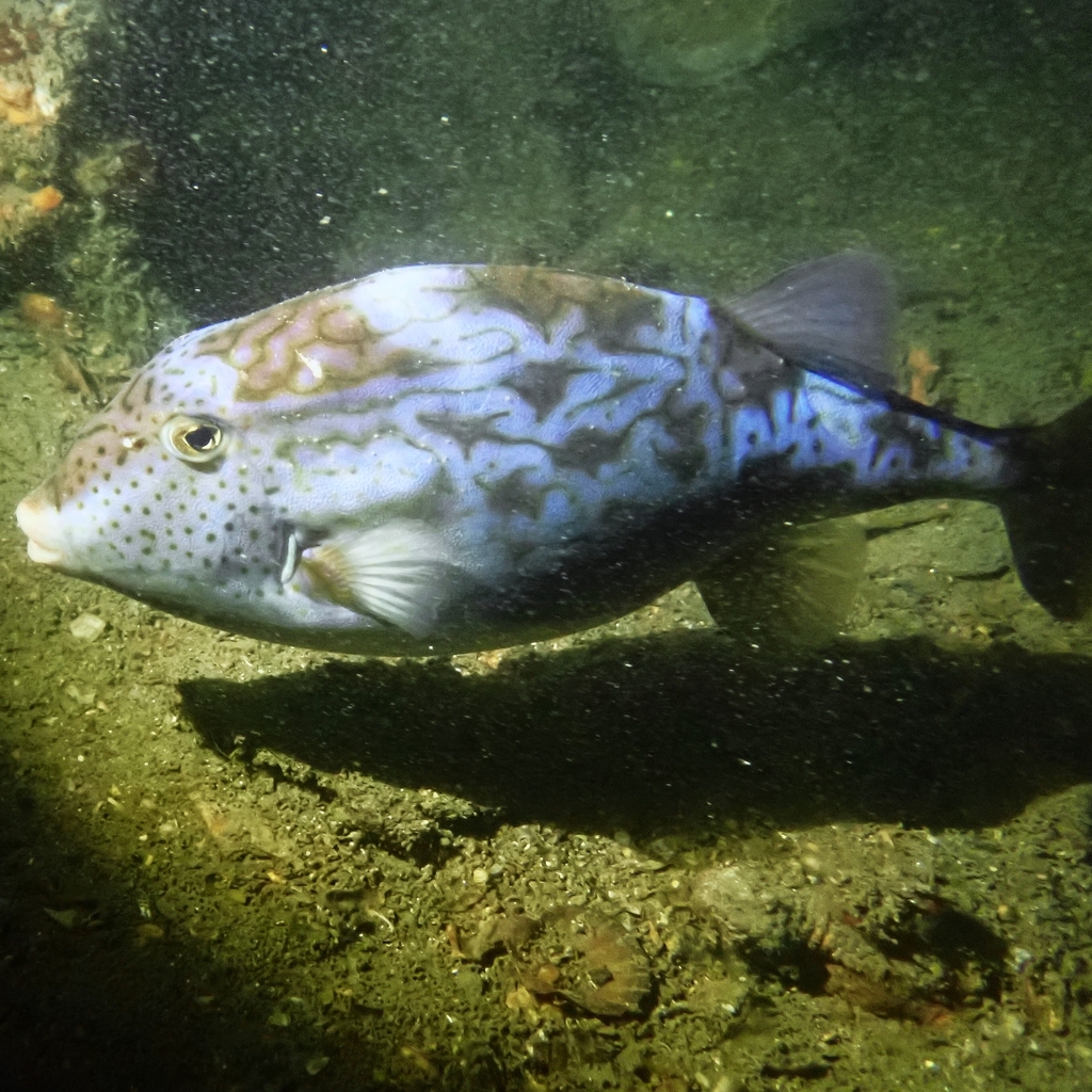 Western Smooth Boxfish from Jerrat Drive, Perth WA, Australia on May 12 ...