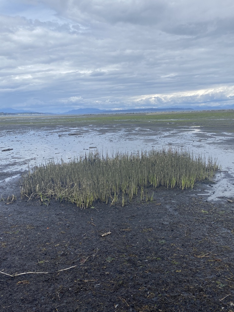 flowering plants from Oyster Bay, Strathcona D (Oyster Bay-Buttle Lake ...