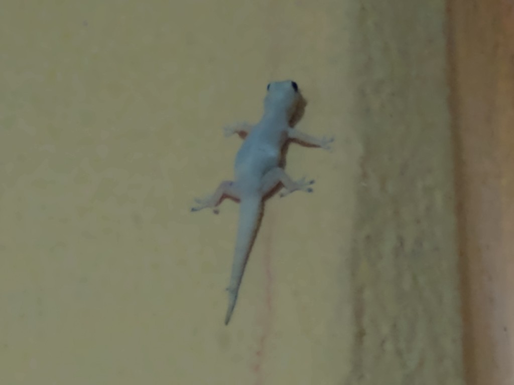 Asian House Gecko from Centro, San Miguel de Cozumel, Q.R., Mexico on ...