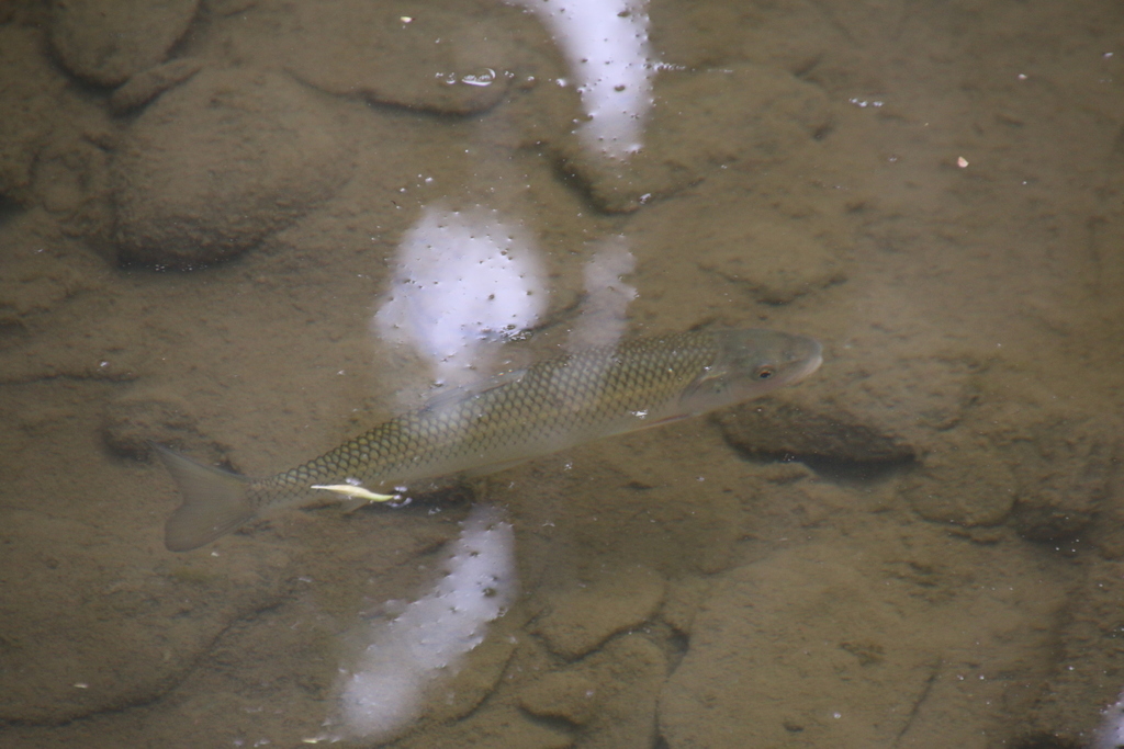 Fallfish from Ithaca, NY, USA on May 13, 2022 at 01:16 AM by ...