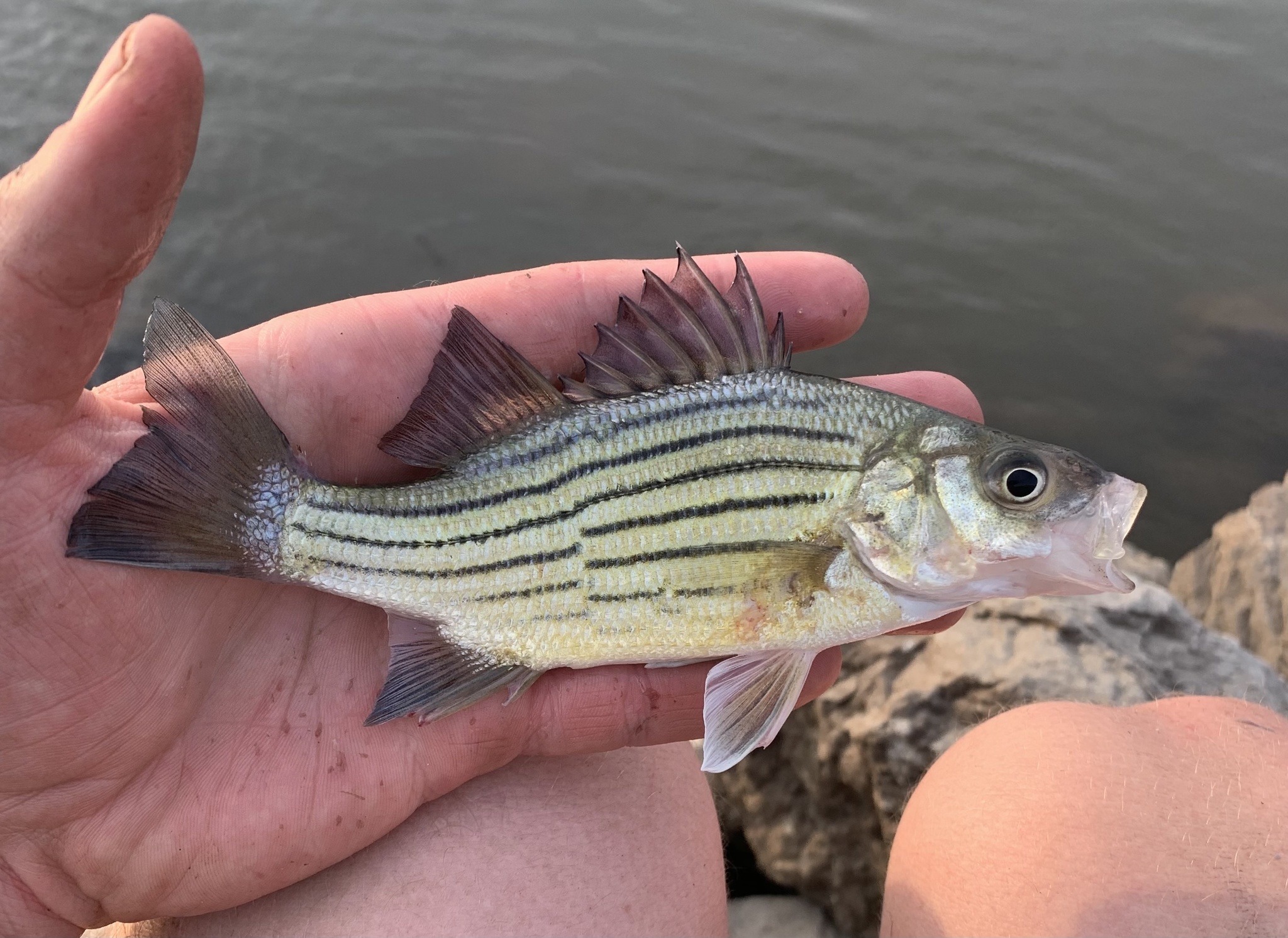 Morone mississippiensis Jordan & Eigenmann, 1887