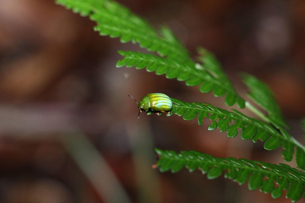 Calomela pallida from Brisbane QLD, Australia on May 13, 2022 at 08:06 ...