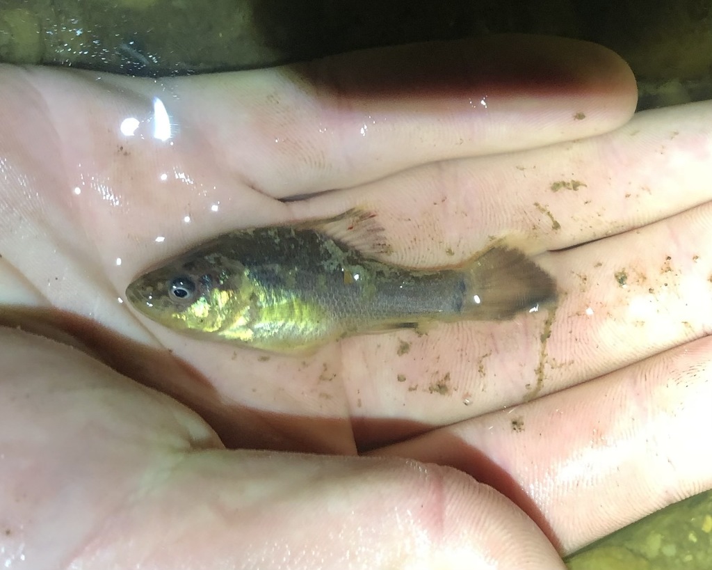 Pirate Perch from Emporia, VA 23847, USA on February 17, 2020 at 08:20 ...