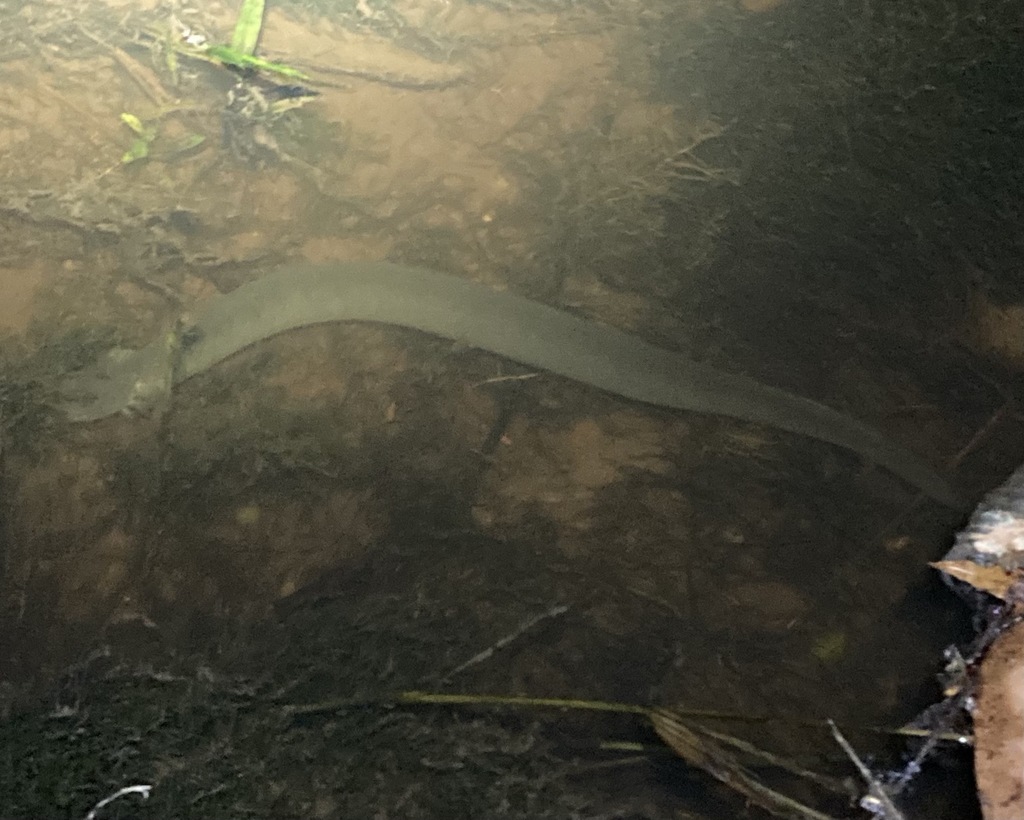 Greater Siren from Southampton County, VA, USA on March 11, 2021 at 10: ...