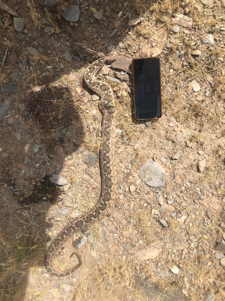 Moorish Viper in May 2022 by Amphibians / Reptiles. الملاحظ : Anas ...