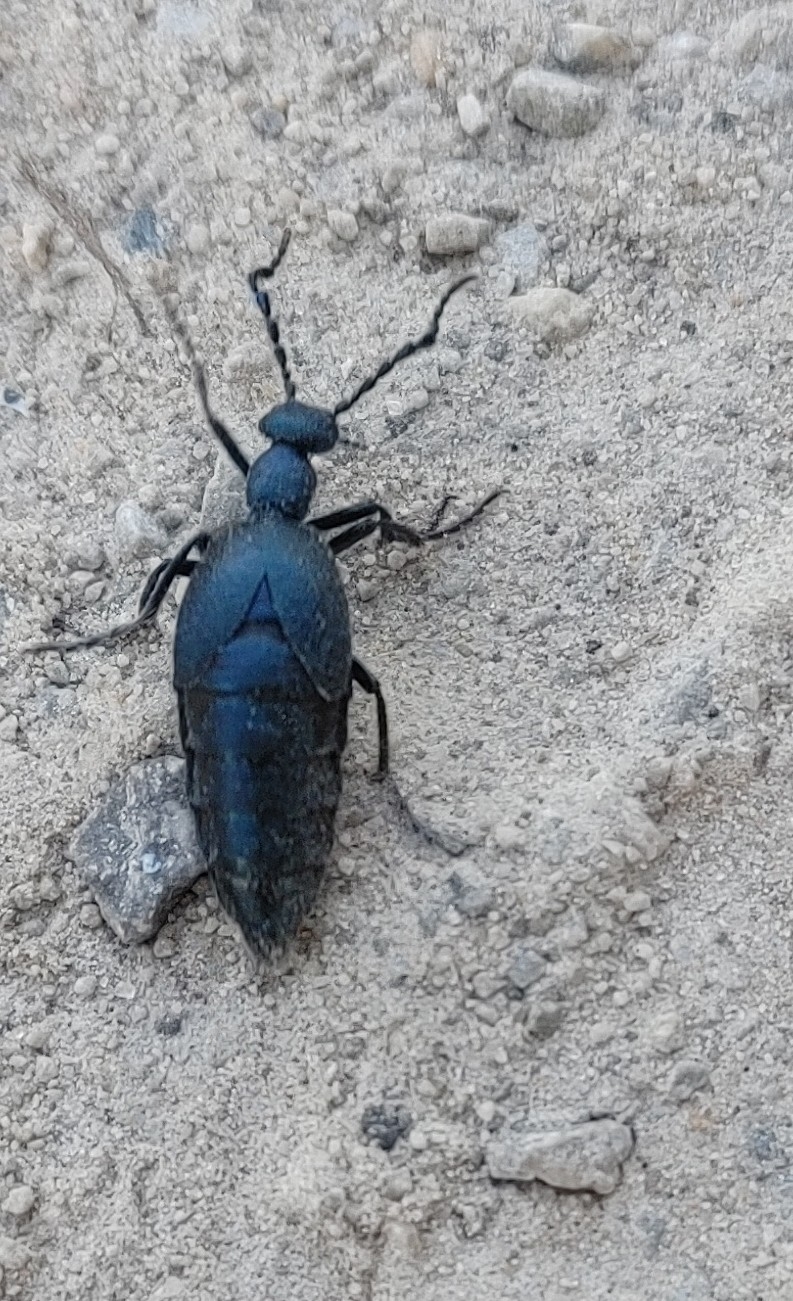 Meloe angusticollis Say, 1824