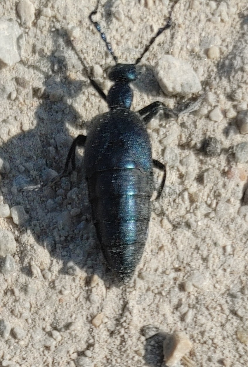 Meloe angusticollis Say, 1824