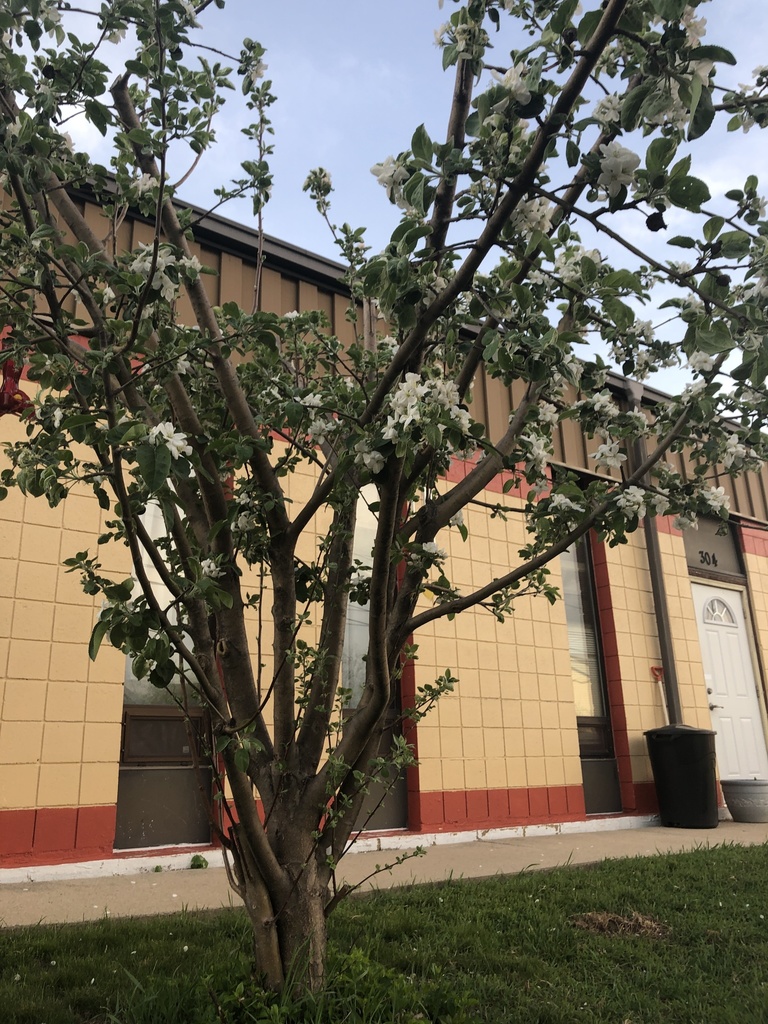 apple from W Cook St, Portage, WI, US on May 13, 2022 at 07:03 PM by ...