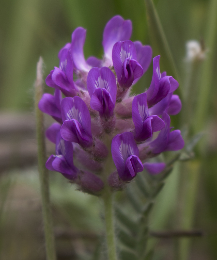 field locoweed (Oxytropis campestris) - Botanical Realm