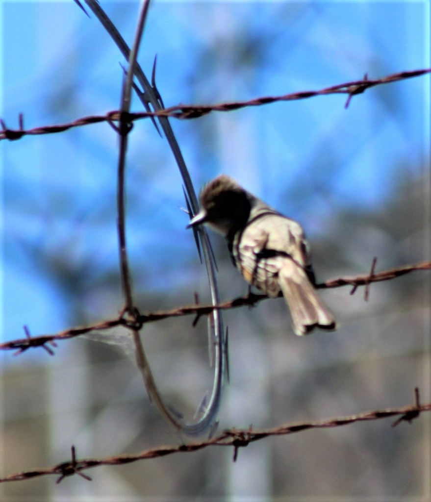 Ash-throated Flycatcher from Bay Park, San Diego, CA, USA on May 13 ...