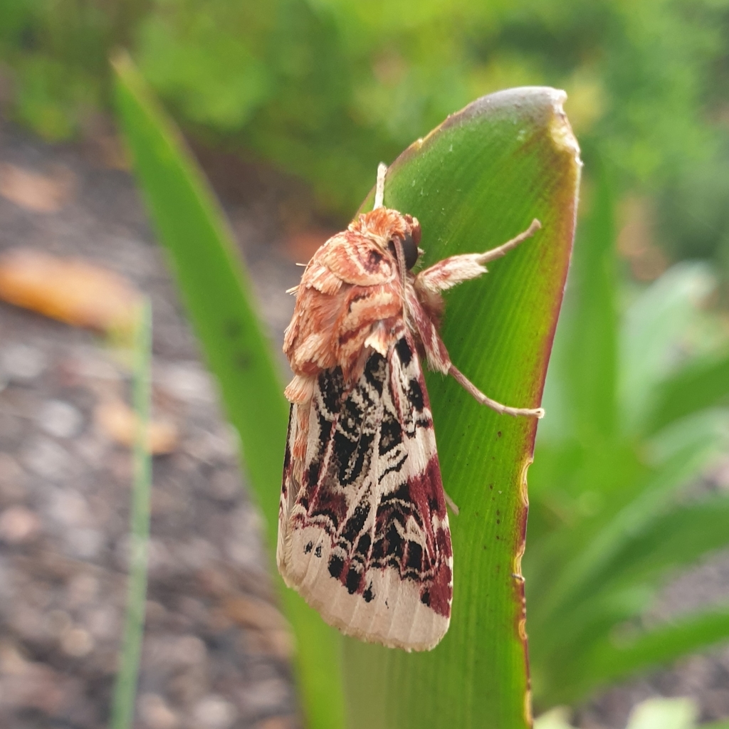 Lily Caterpillar Moth from Nulkaba NSW 2325, Australia on May 14, 2022 ...
