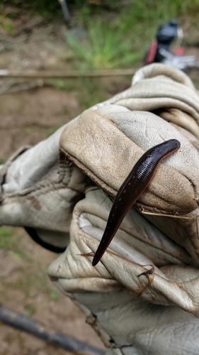 Macrobdella mimicus · iNaturalist