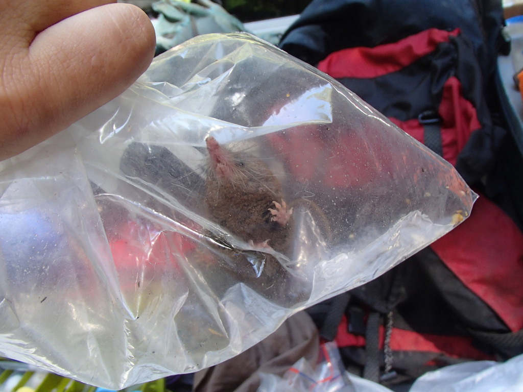 Fog Shrew from Redwood Natl Park, Orick, CA, US on June 06, 2015 by ...