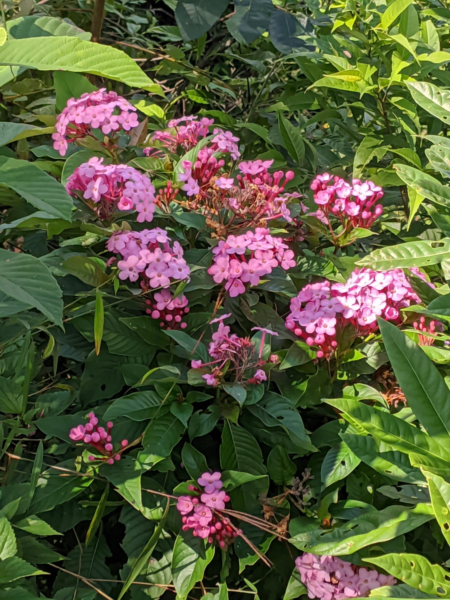 Luculia gratissima (Wall.) Sweet