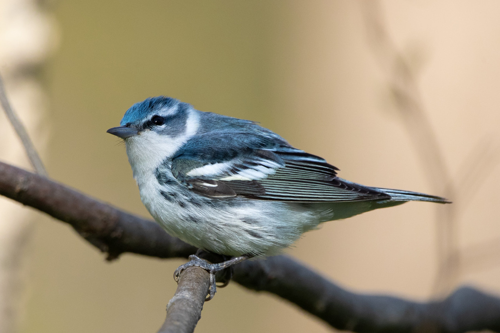 Setophaga Warblers (Setophaga) - Avian Discovery