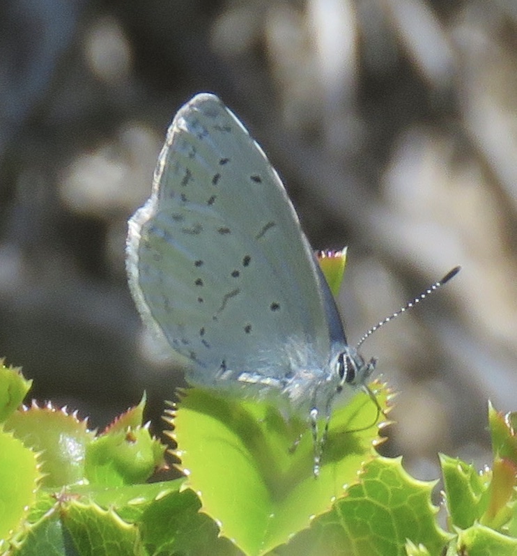 Pacific Azure (Butterflies and Host Plants) · iNaturalist