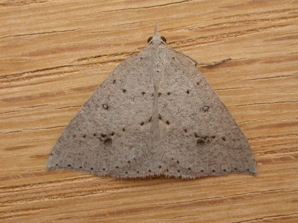 Nearcha (Geometridae of SW Australia) · BioDiversity4All