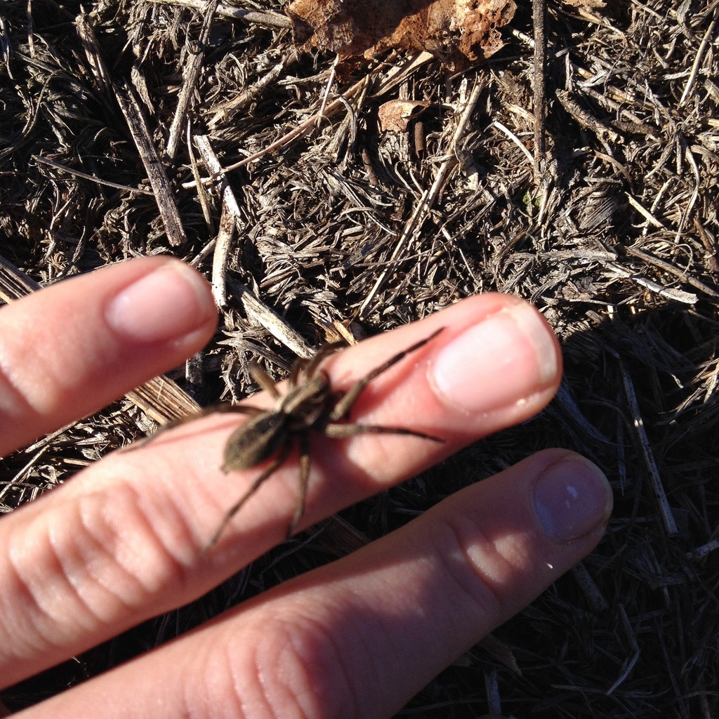 Union-Jack Wolf Spiders from 1-3 Douglas Street, Coolangatta, QLD, AU ...