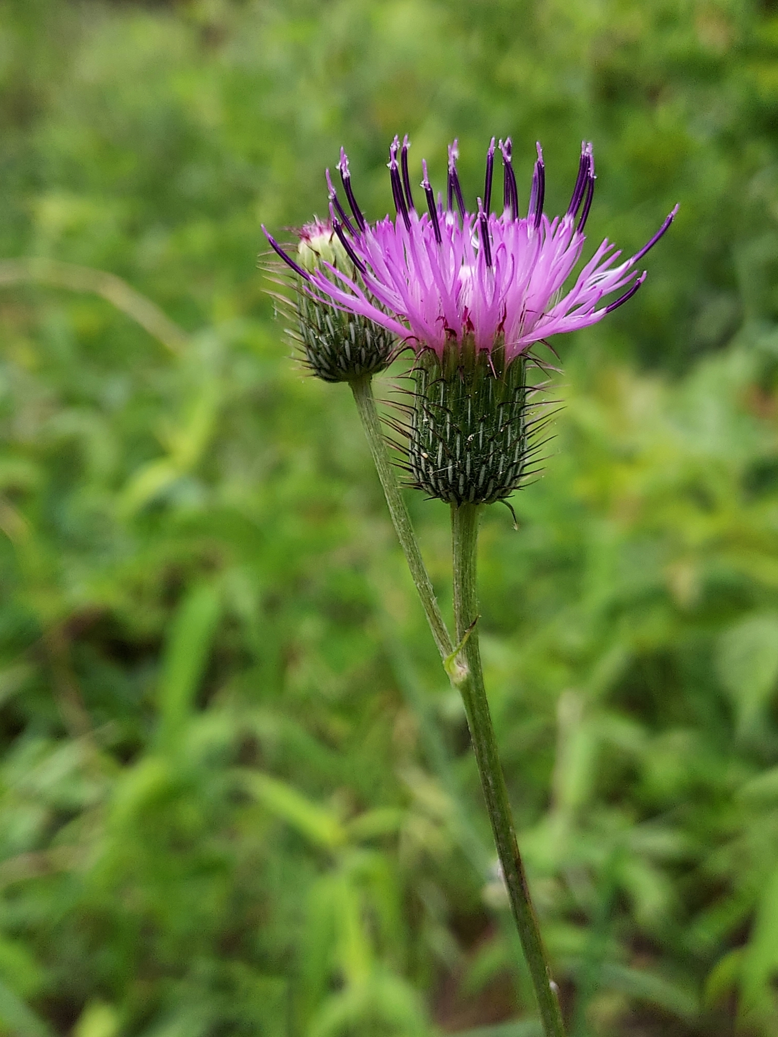 Cirsium carolinianum (Walter) Fernald & Schub.
