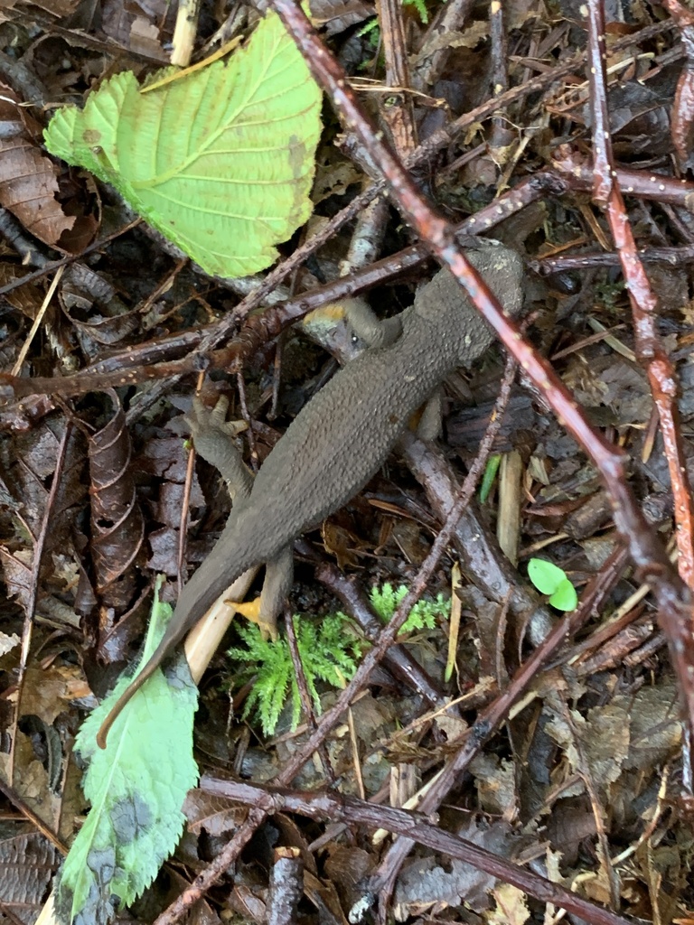 Rough-skinned Newt from Ilwaco, WA, US on May 13, 2022 at 08:18 AM by ...