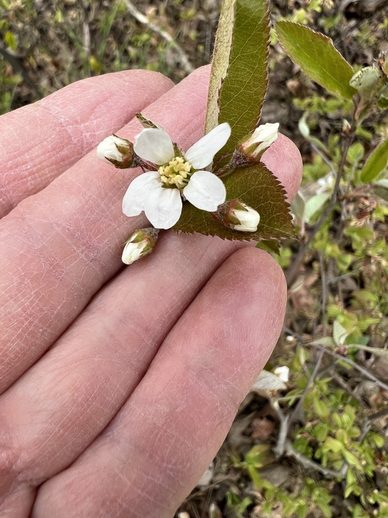 Dwarf Serviceberry from Martha's Vineyard, Oak Bluffs, MA, US on May 13 ...