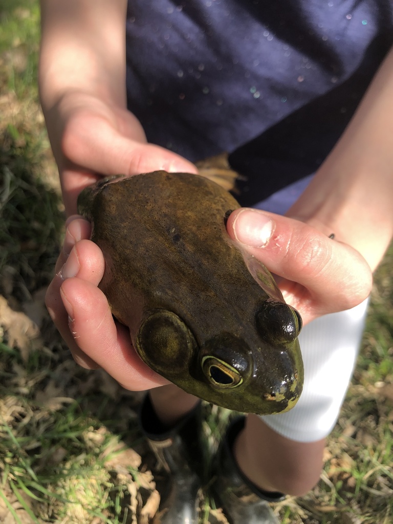 American Bullfrog from Michigan, US on May 13, 2022 at 05:30 PM by ...