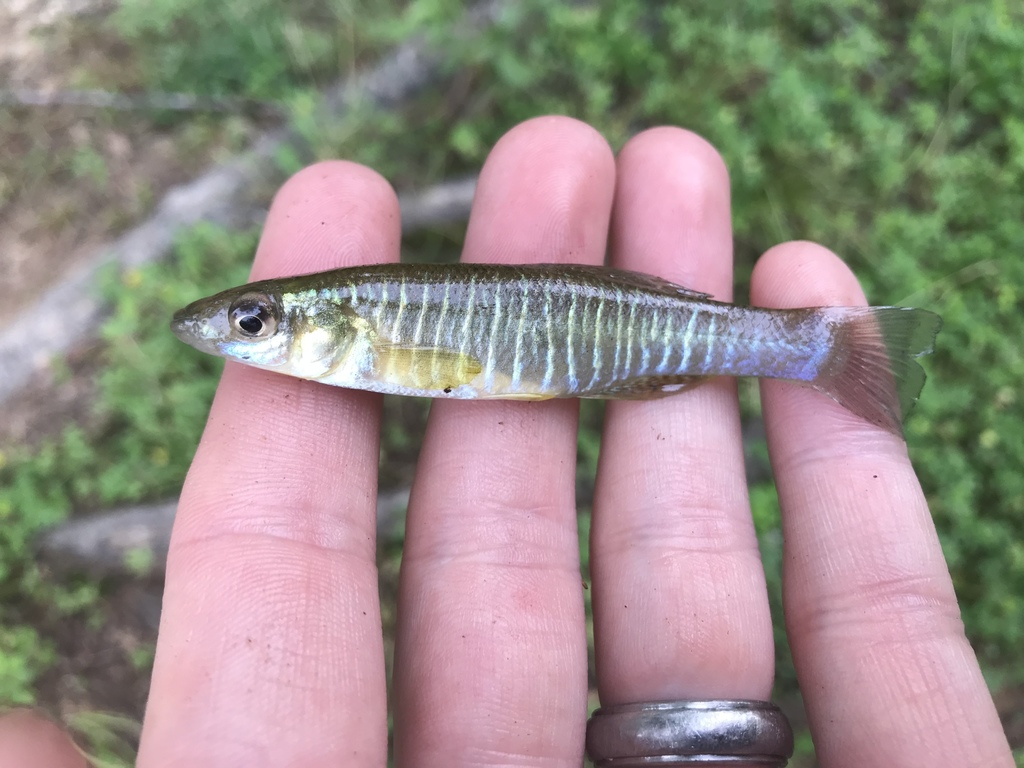 Banded Killifish (Fundulus diaphanus) - Marine Life Identification