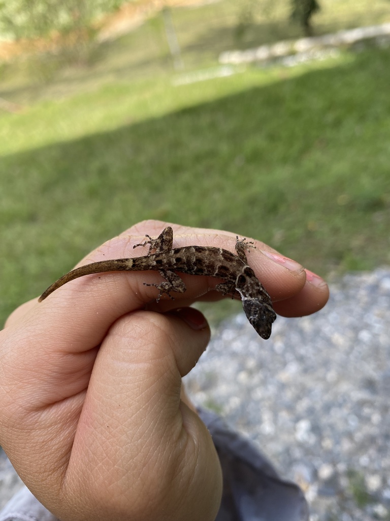 Bridled Forest Gecko from Trinidad, Trinidad and Tobago, TT on May 13 ...