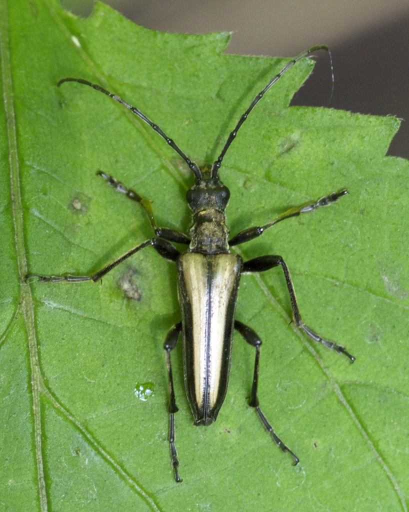 Stenocorus vittiger (Longhorn Beetles of the United States) · iNaturalist
