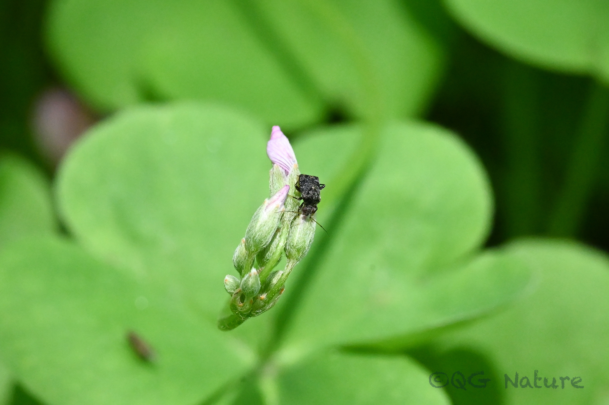 Charagochilus Fieber, 1858