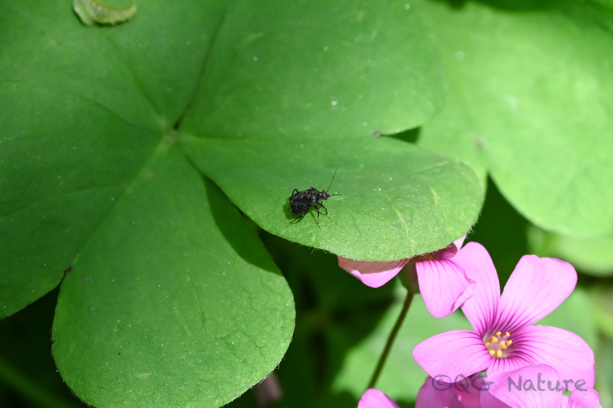 Charagochilus Fieber, 1858