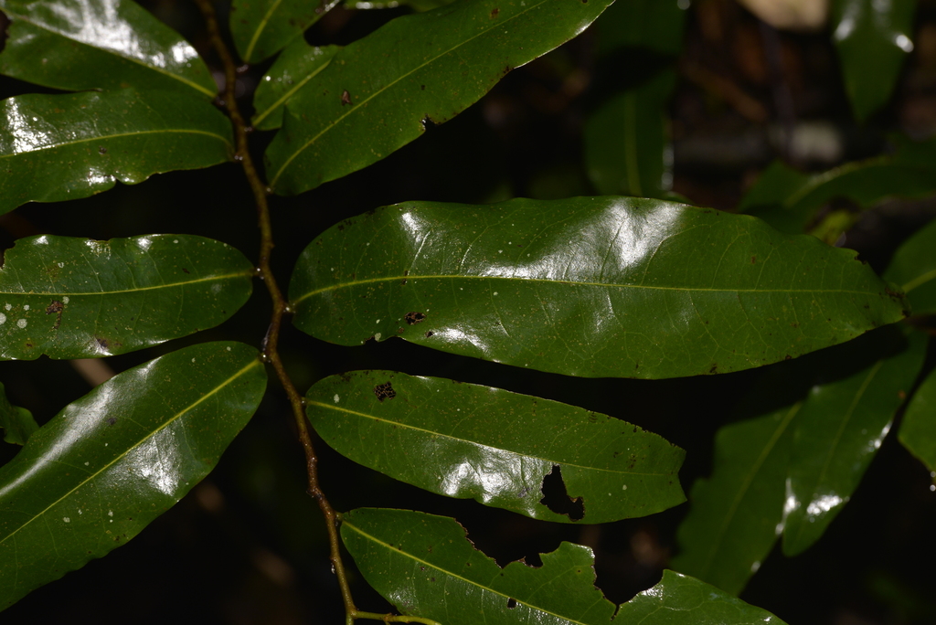 Zig-zag Vine from Karangi NSW 2450, Australia on May 14, 2022 at 11:19 AM by Nick Lambert ...