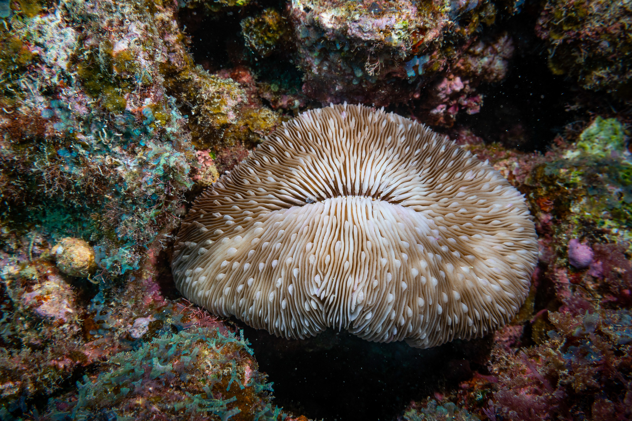 Lobactis scutaria (Lamarck, 1801)