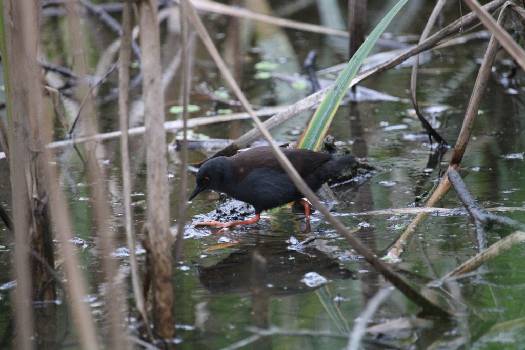 Spotless Crake from Selwyn District, Canterbury, New Zealand on May 14 ...