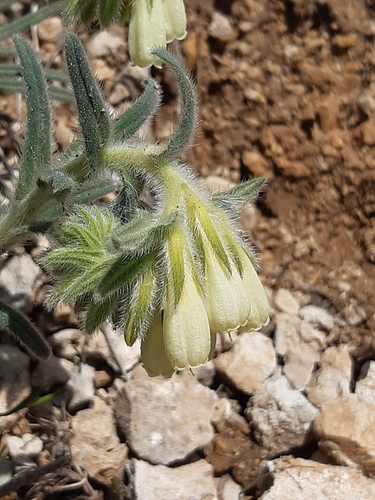 Subspecies Onosma echioides canescens · iNaturalist