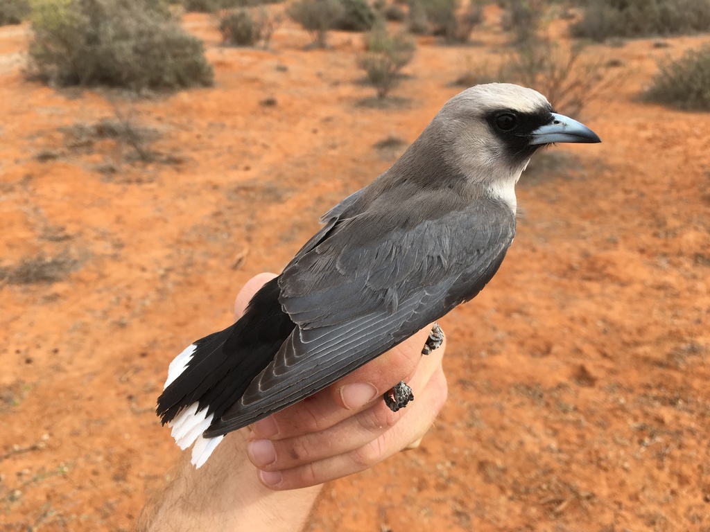 Woodswallows, Butcherbirds, Currawongs, and Peltops (Artamidae) - Avian ...