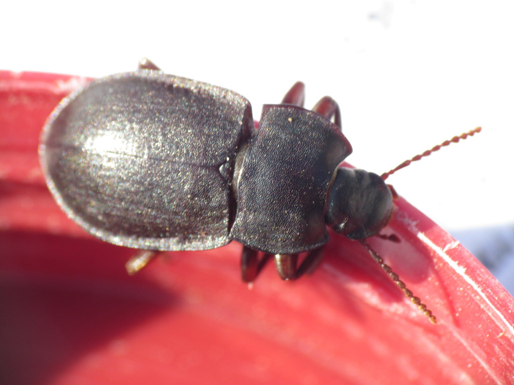 False Wireworms from Wanaka, New Zealand on May 13, 2022 at 12:41 PM by ...