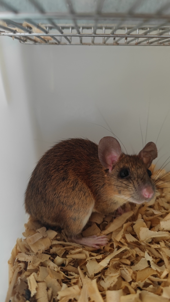 Chinese White-bellied Rat from Xishuangbanna Dai, CN-YN, CN on May 14 ...