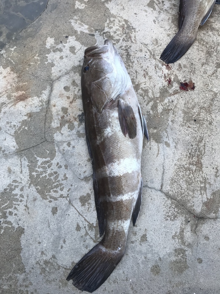 White Grouper in May 2022 by Robert Moorhead. Nikos Matsos catch around ...