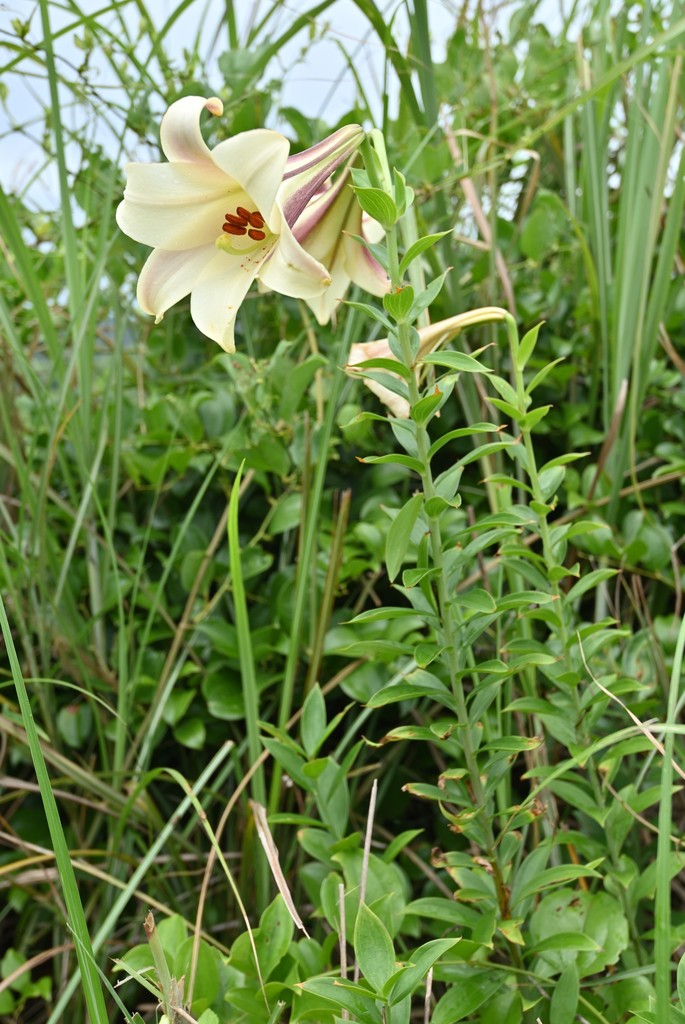 Chinese lily in May 2022 by 張智翔 · iNaturalist