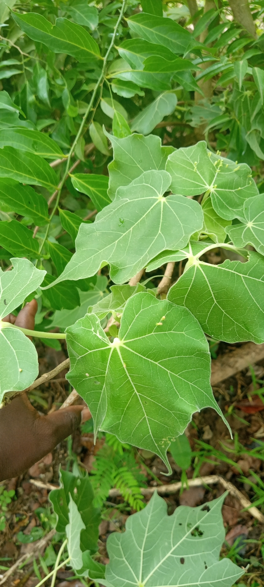 Sterculia setigera Delile