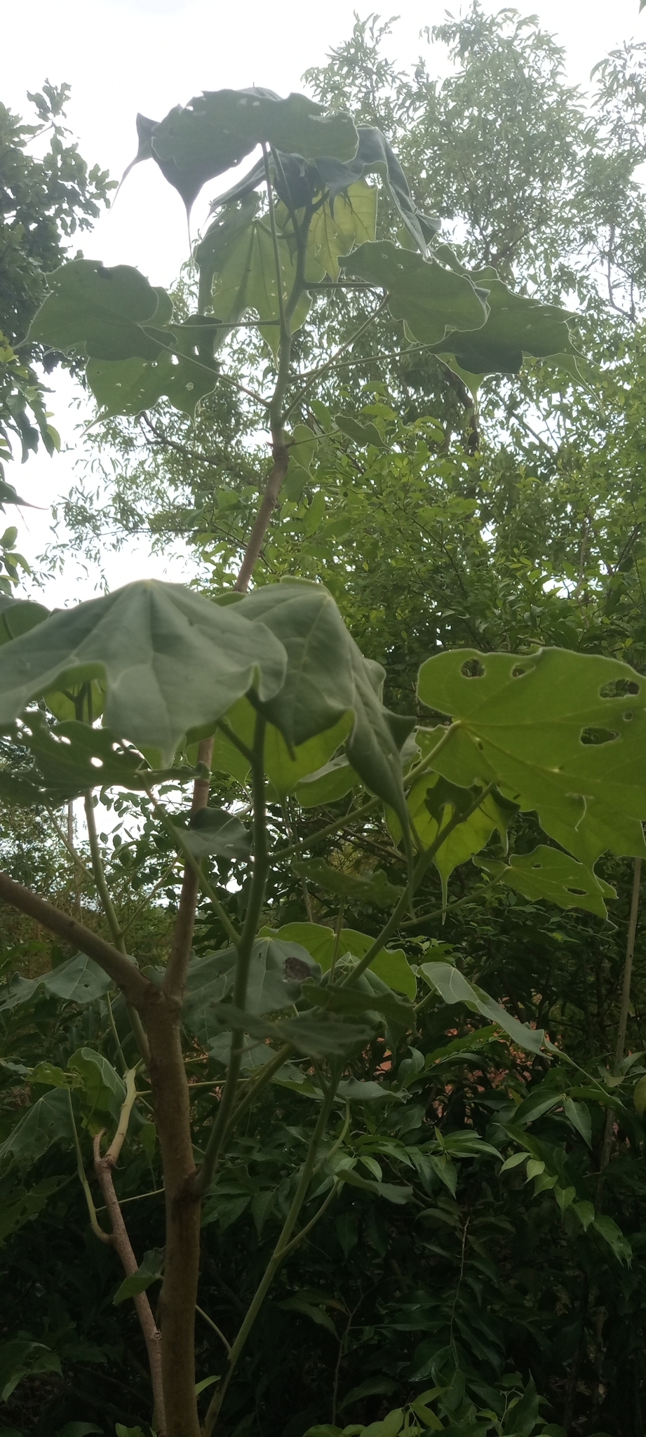 Sterculia setigera Delile
