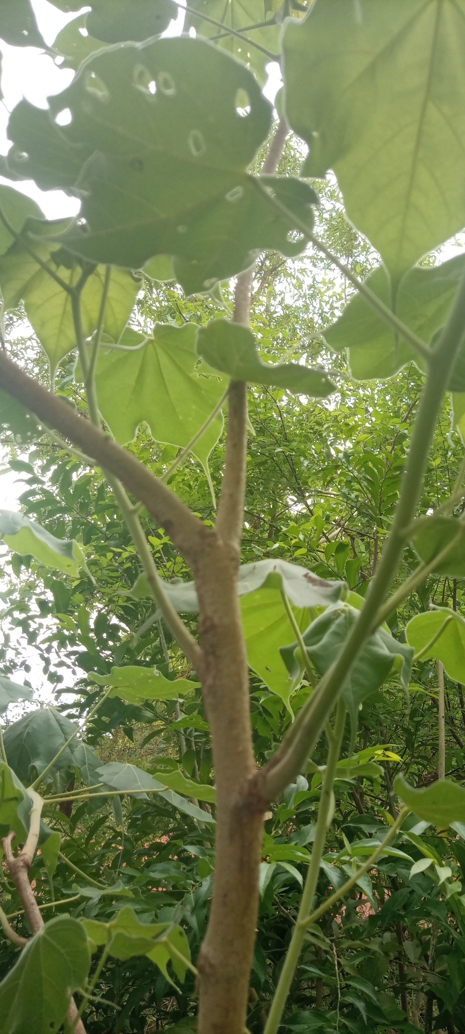 Sterculia setigera Delile