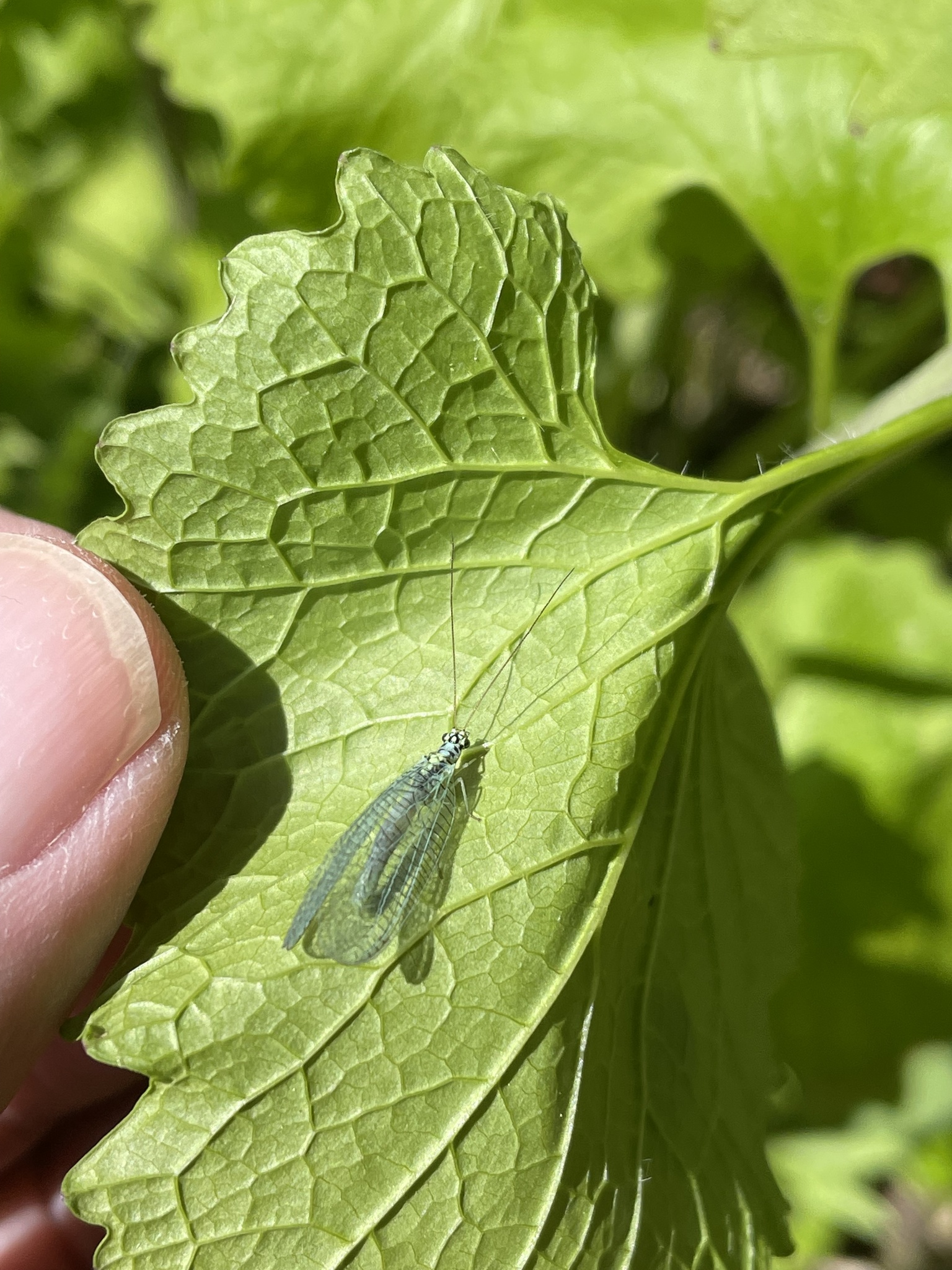 Chrysopa perla (Linnaeus, 1758)