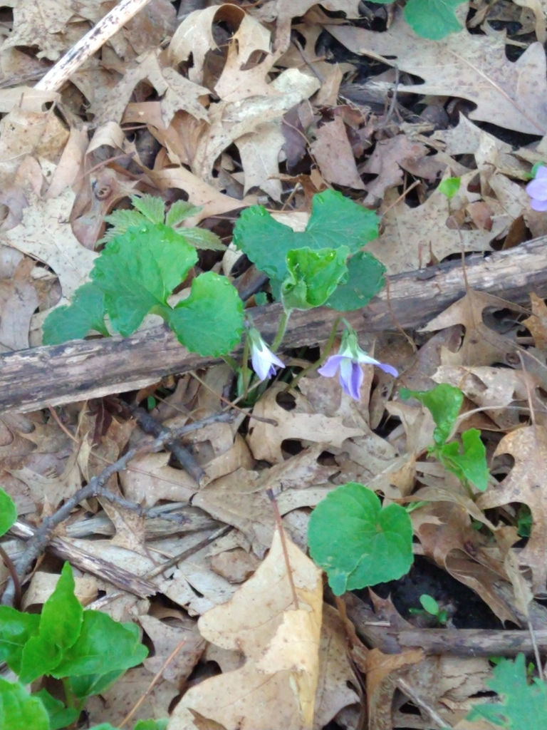 common blue violet from Owatonna, MN, USA on May 14, 2022 at 07:14 AM ...